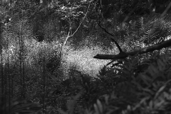 Ombreuses lumières :: christian.bouchard